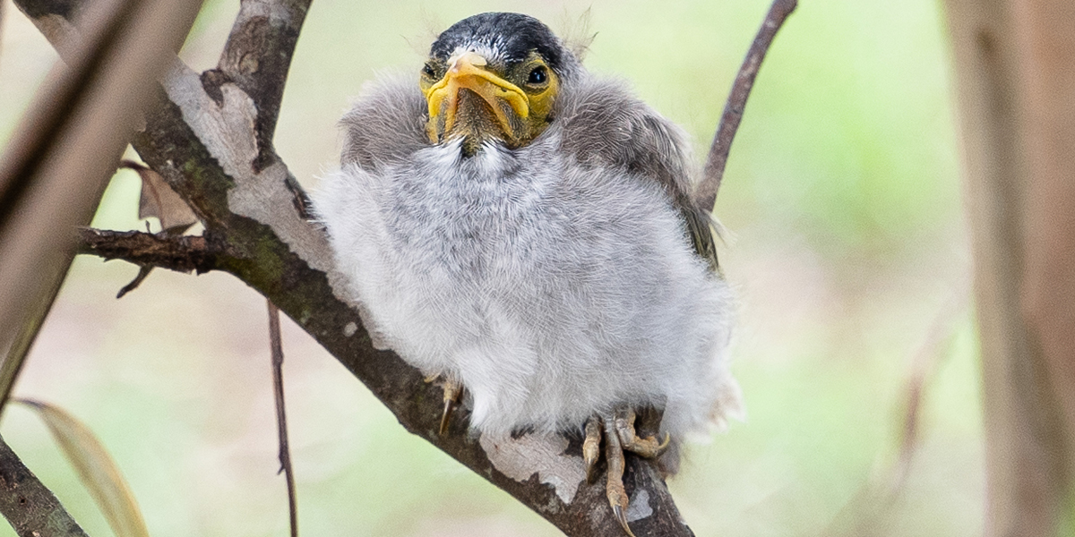 Wild Baby Birds | What to do if I find a Baby Bird | Blog | RSPCA ...