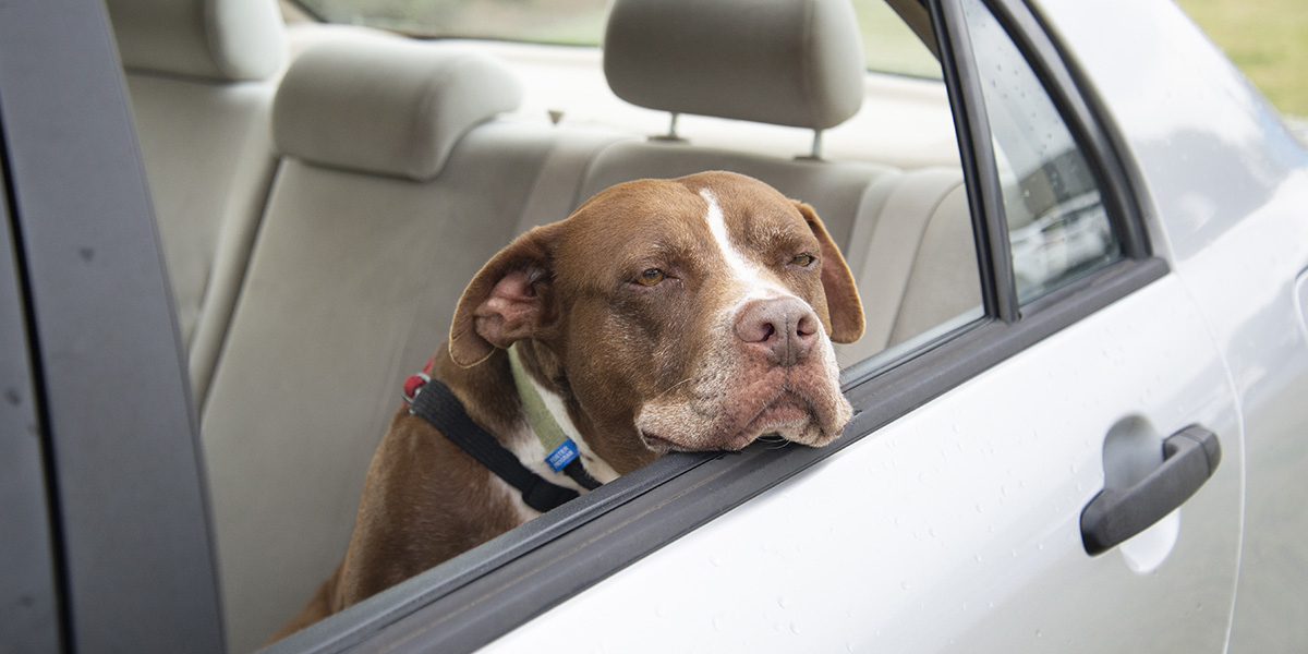 Pets In Hot Cars Quiz | Test Your Knowledge | RSPCA Queensland